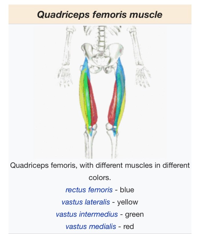 3 Accessory Exercises For The Barbell Back Squat | Aligned & Empowered ...